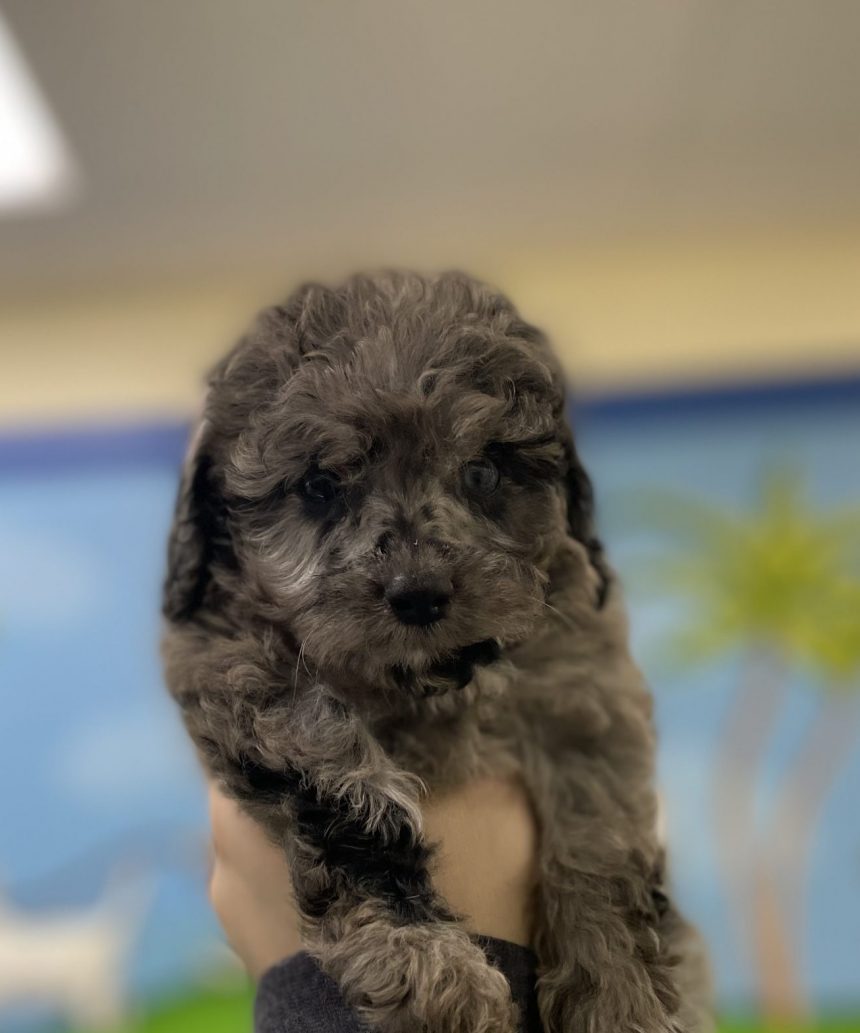 IN STORE PUPPIES | Puppy Plus