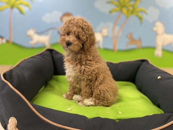 IN STORE PUPPIES | Puppy Plus