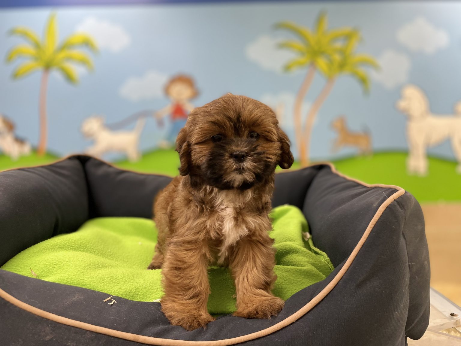 IN STORE PUPPIES | Puppy Plus
