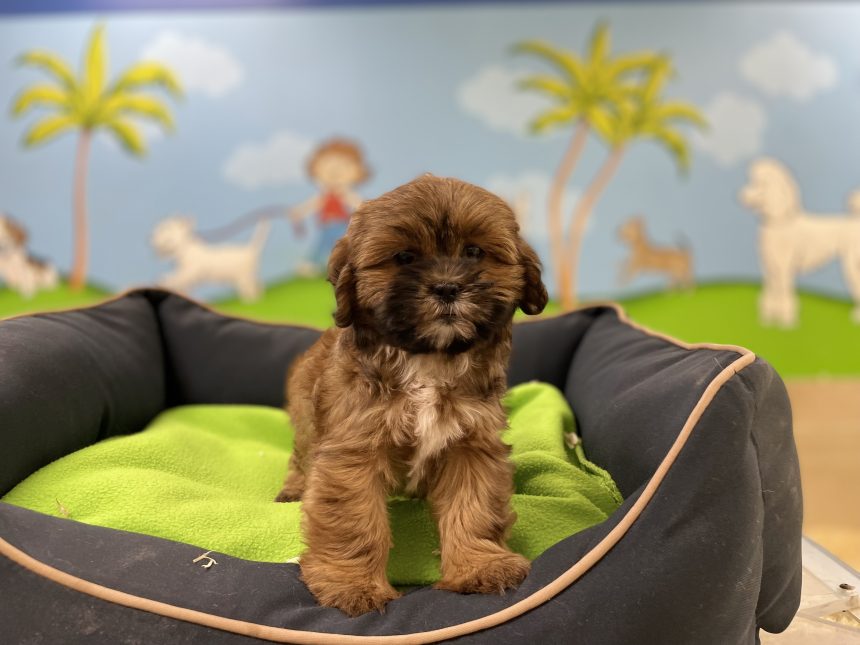 IN STORE PUPPIES | Puppy Plus