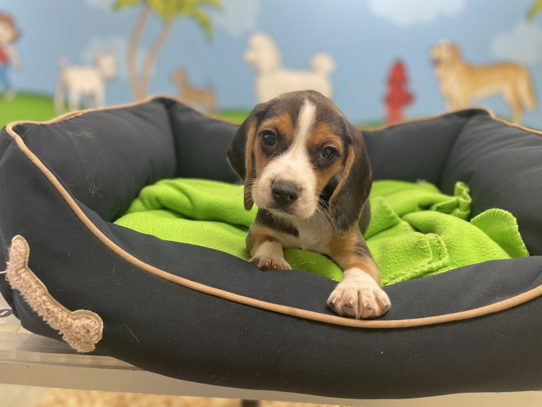 IN STORE PUPPIES | Puppy Plus