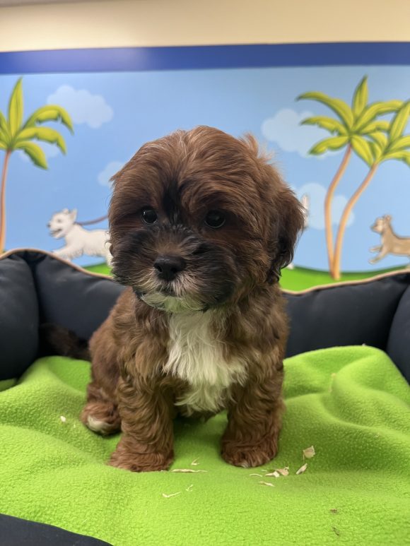 IN STORE PUPPIES | Puppy Plus