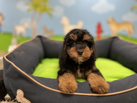 IN STORE PUPPIES | Puppy Plus